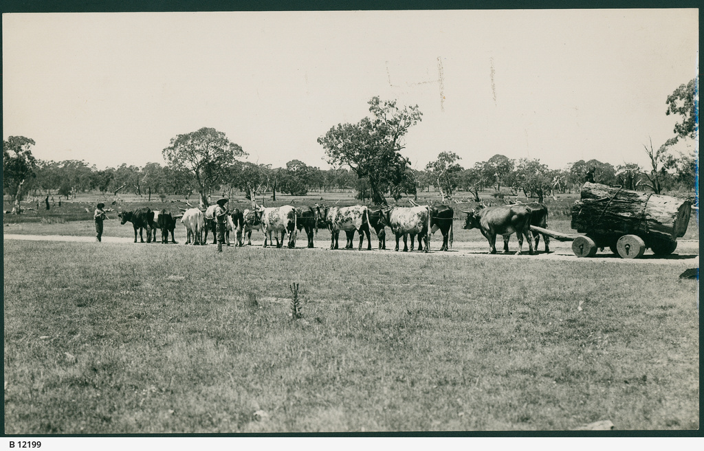 Bullock team hauling logs • Photograph • State Library of South Australia