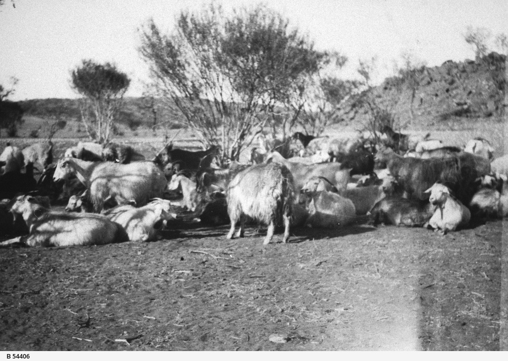 Goats at Alice Springs • Photograph • State Library of South Australia