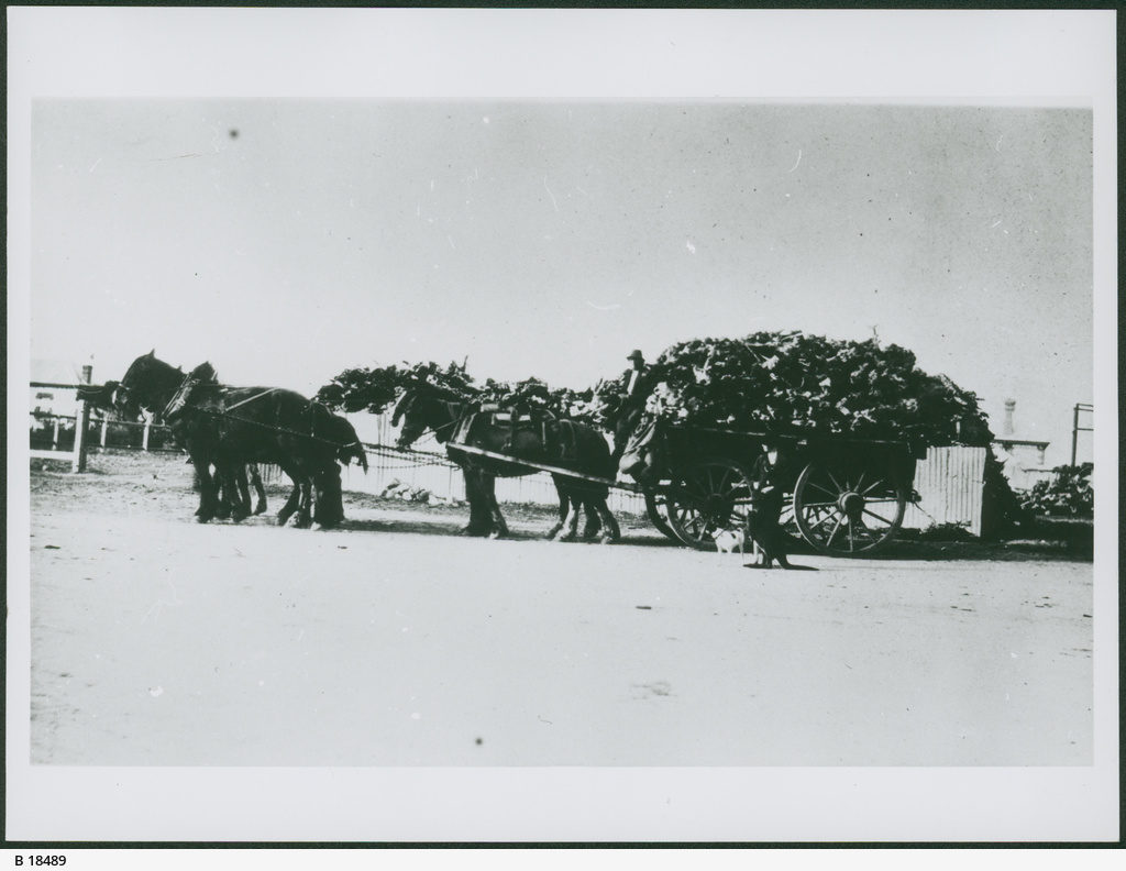 Carting mallee roots • Photograph • State Library of South Australia
