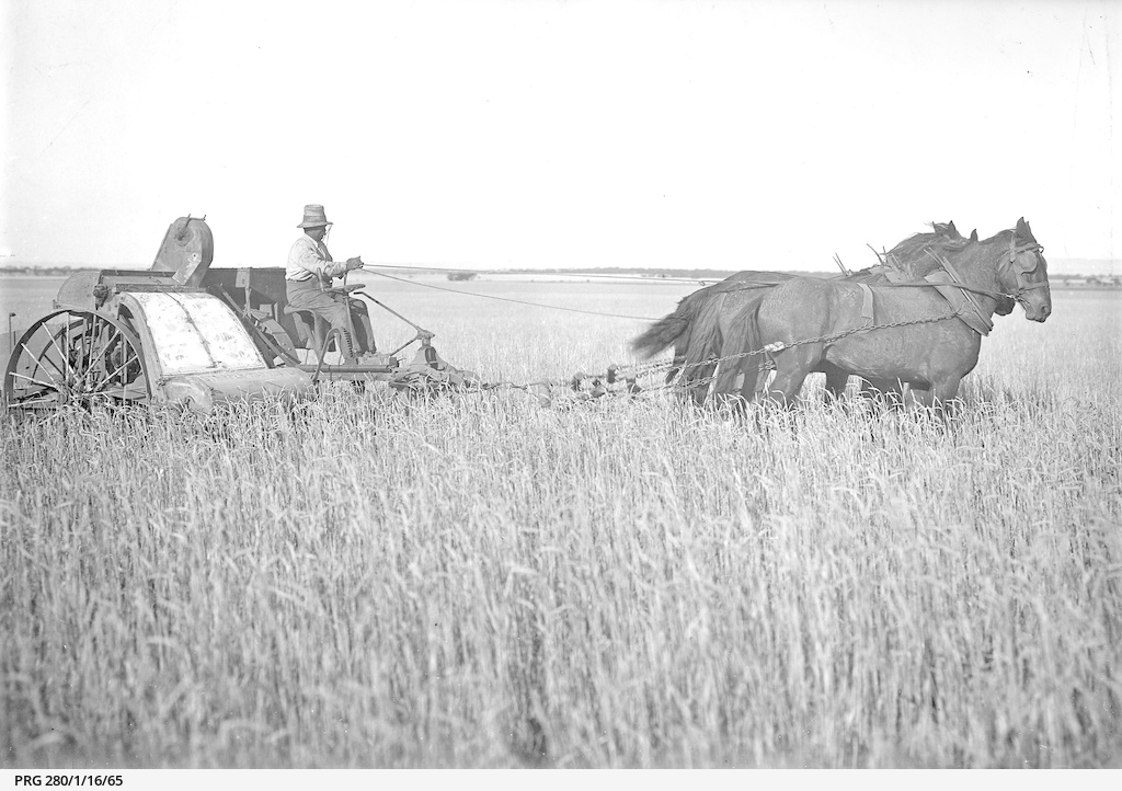Horse drawn Ridley reaper harvesting grain in South Australia ...