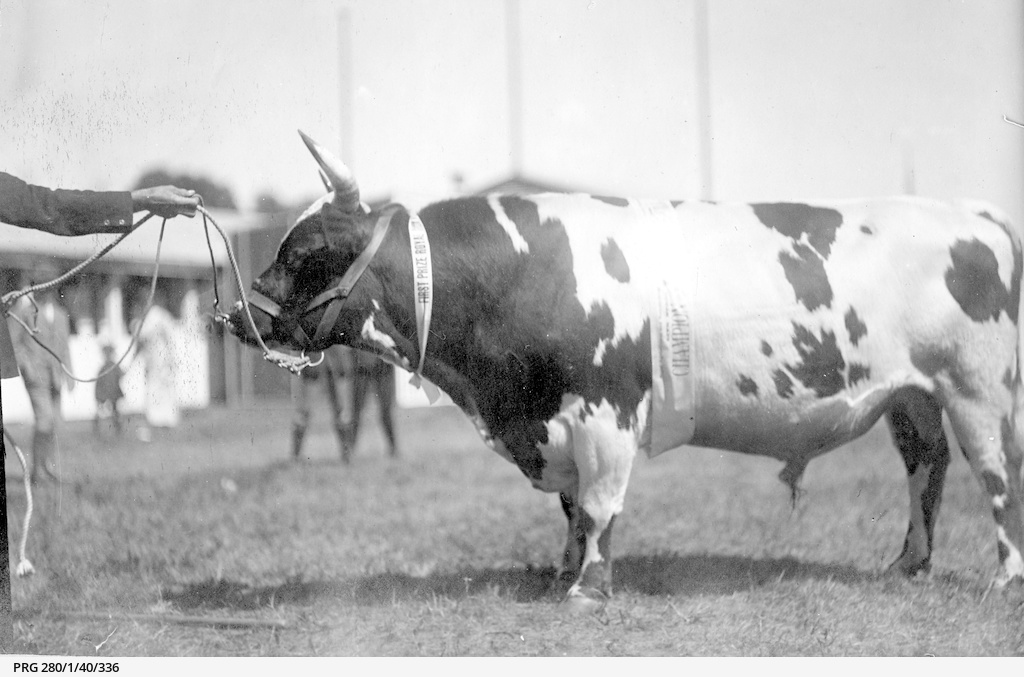 Prize winning bull at an Adelaide show • Photograph • State Library of ...