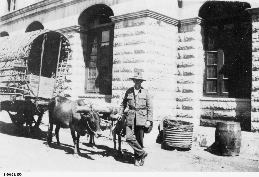 Man with buffalo and wagon • Photograph • State Library of South Australia