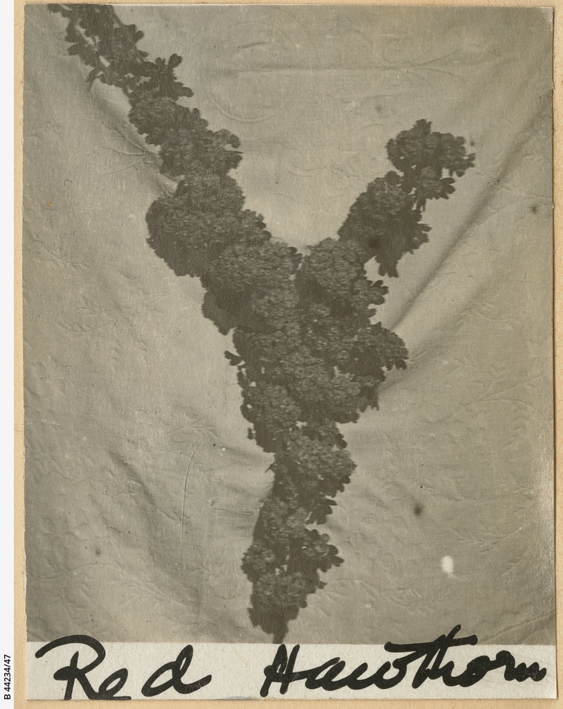 Photograph album, mostly of Erindale • Photograph • State Library of ...