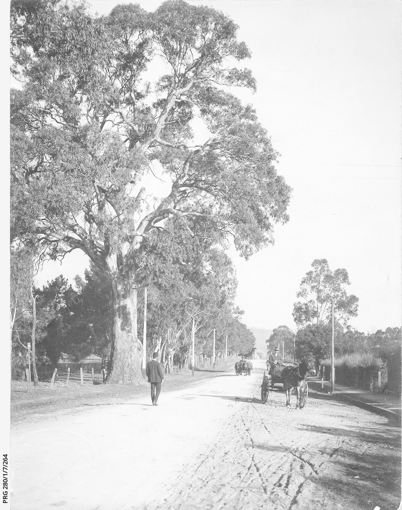 Kensington Road, Burnside, South Australia • Photograph • State Library ...