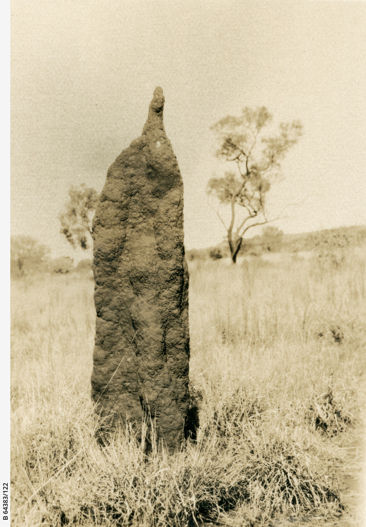 An ant hill • Photograph • State Library of South Australia