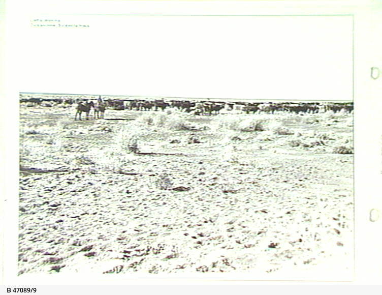 Cattle droving • Photograph • State Library of South Australia