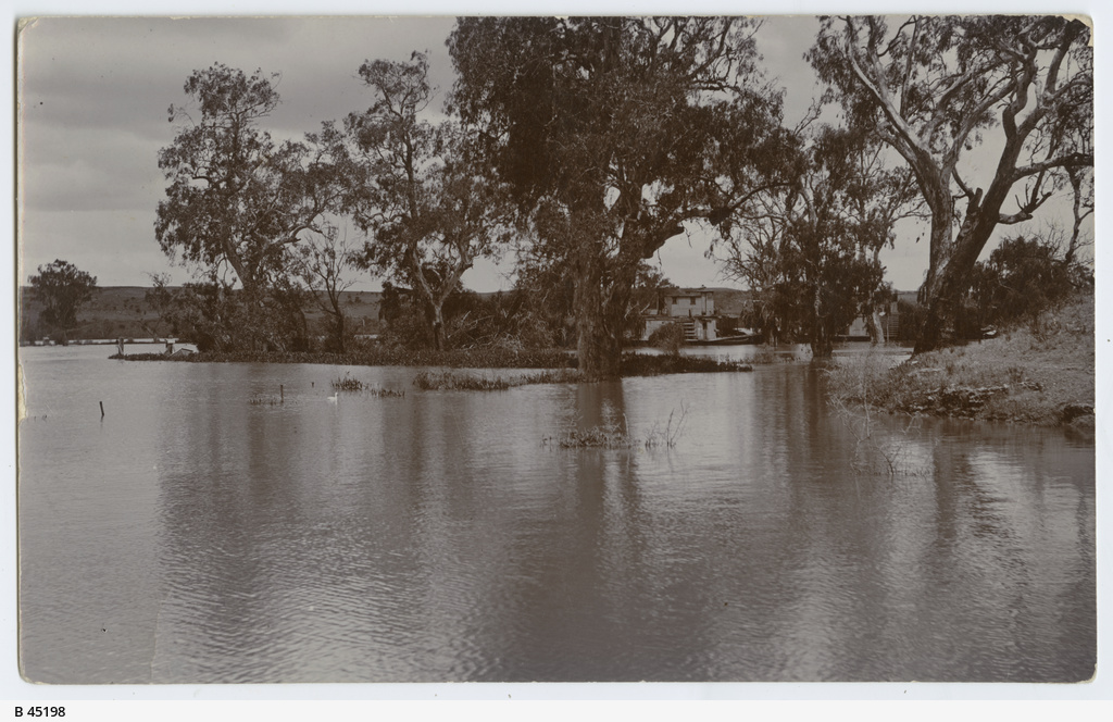 Murray River Scene • Photograph • State Library of South Australia