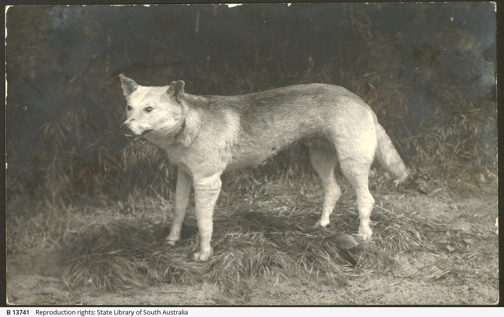 The Tantanoola Tiger • Photograph • State Library of South Australia