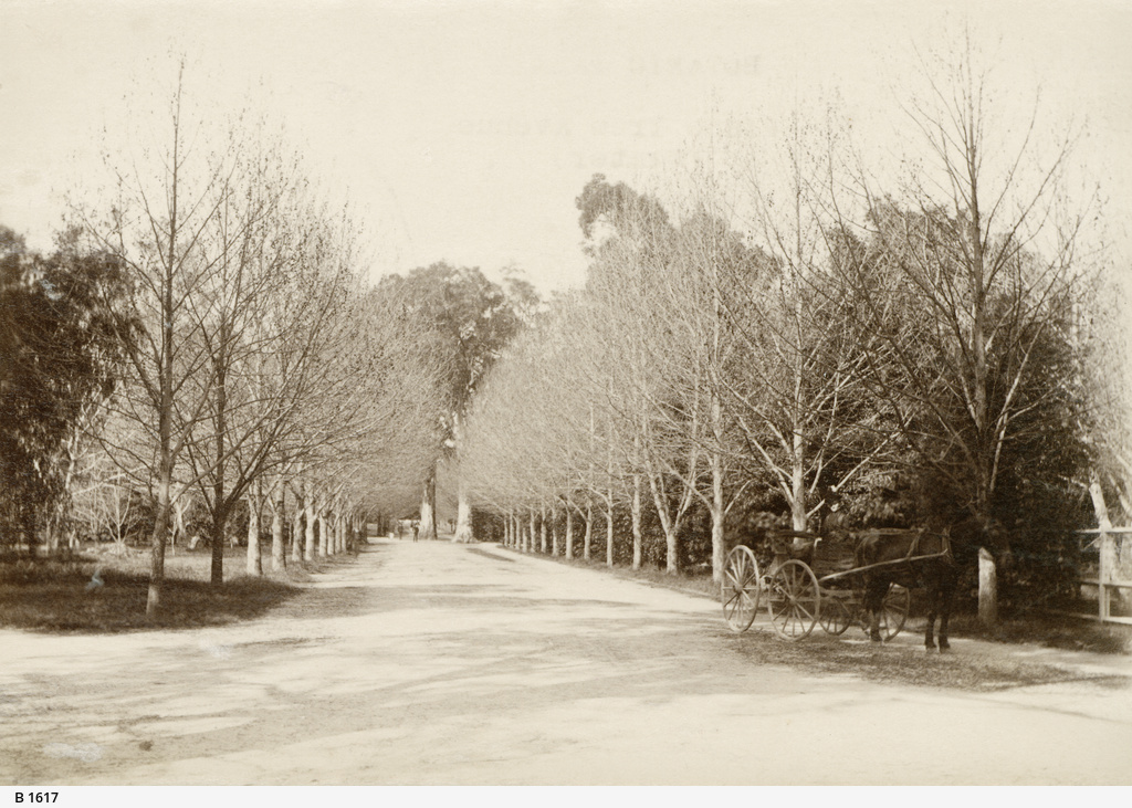 Botanic Park, Adelaide • Photograph • State Library of South Australia