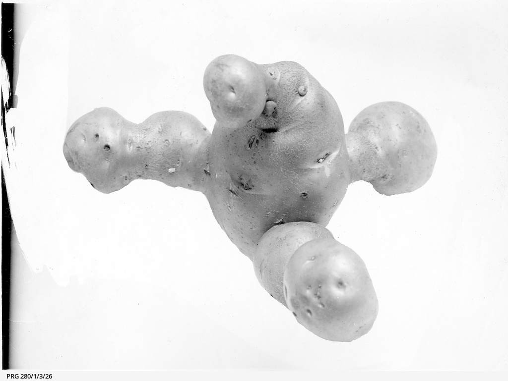 A mis-shapen potato described by Arthur Searcy as "freak" • Photograph ...
