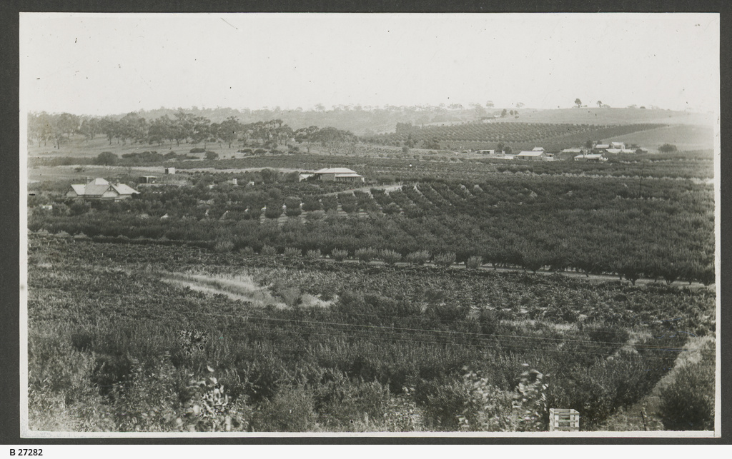 Vineyards, Angaston • Photograph • State Library of South Australia