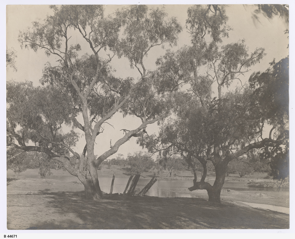 Burke's tree on the bank of Coopers Creek • Photograph • State Library ...