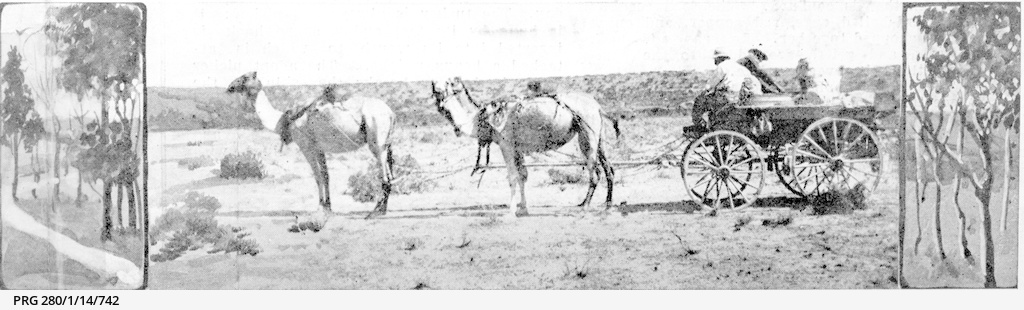 Camel transport in Outback Australia • Photograph • State Library of ...
