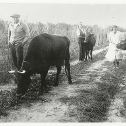 Home [collections.slsa.sa.gov.au]