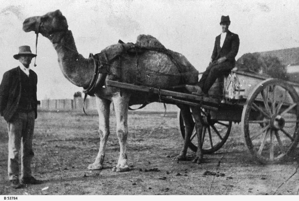 Camel cart leaving Hergott Springs • Photograph • State Library of ...
