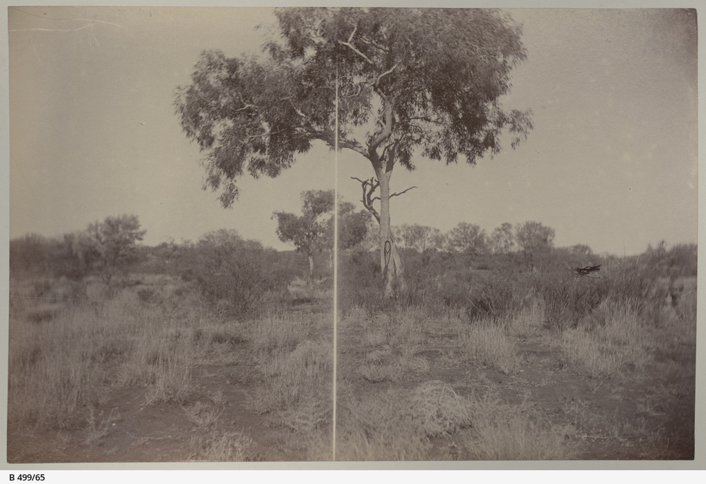 Bloodwood Tree • Photograph • State Library of South Australia
