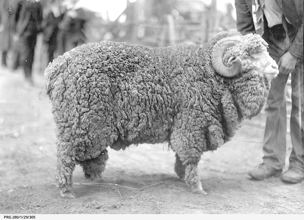 A merino ram at the Adelaide Show • Photograph • State Library of South ...