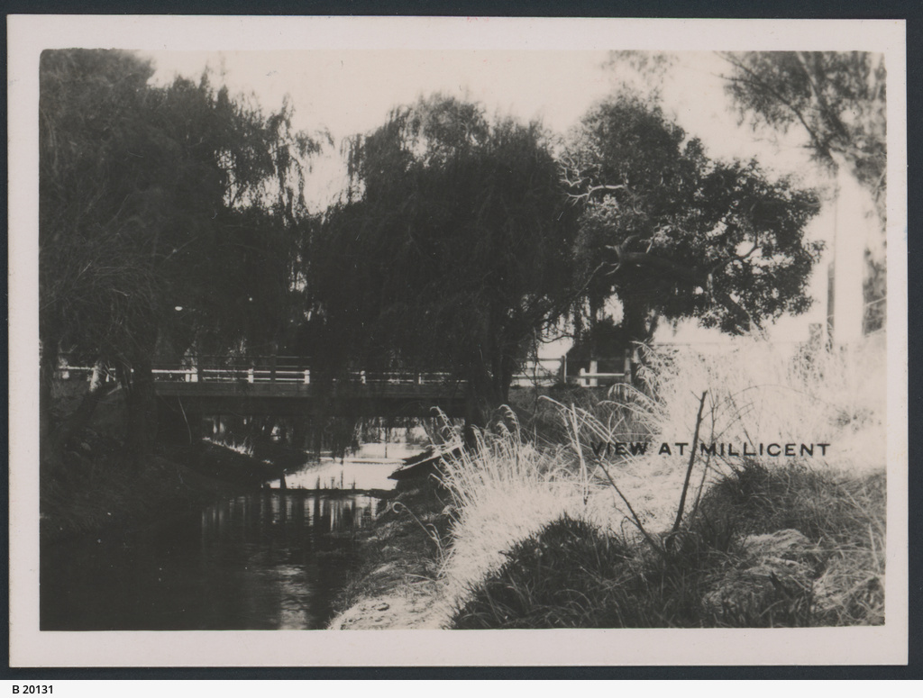 Millicent • Photograph • State Library of South Australia
