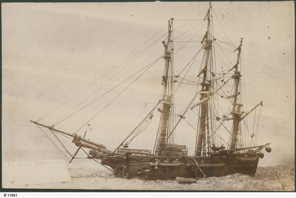 "Buffalo" • Photograph • State Library of South Australia