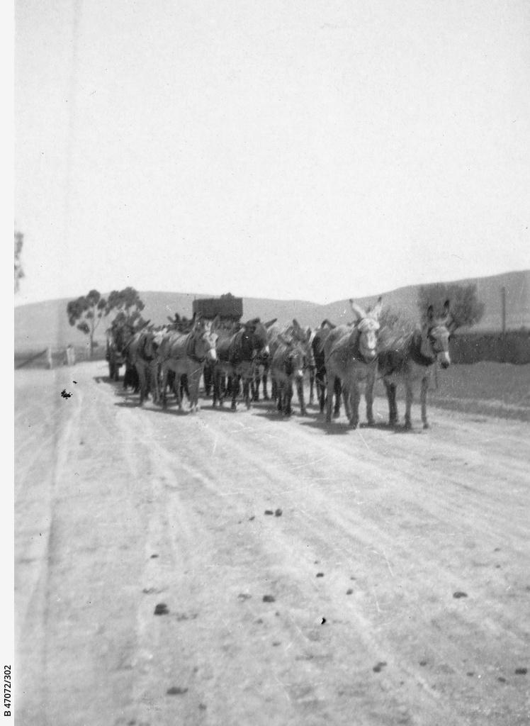 A donkey team • Photograph • State Library of South Australia