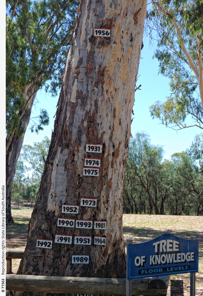 Tree of knowledge • Photograph • State Library of South Australia