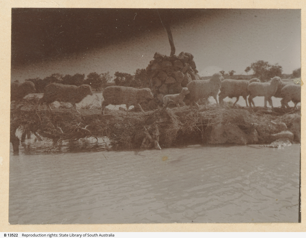Temporary Causeway • Photograph • State Library of South Australia