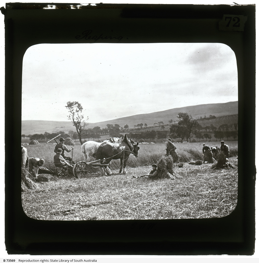 Reaping in a field • Photograph • State Library of South Australia