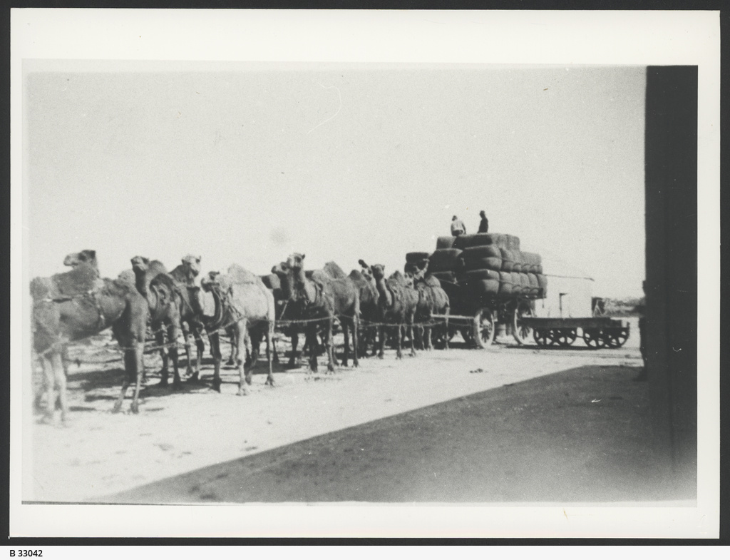 Camel train, Ceduna • Photograph • State Library of South Australia