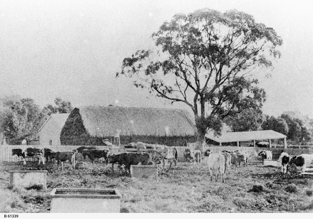 Cow paddock at 'Wootton Lea' • Photograph • State Library of South ...