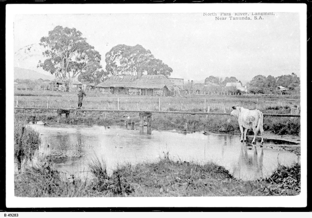 North Para River, Tanunda • Photograph • State Library of South Australia