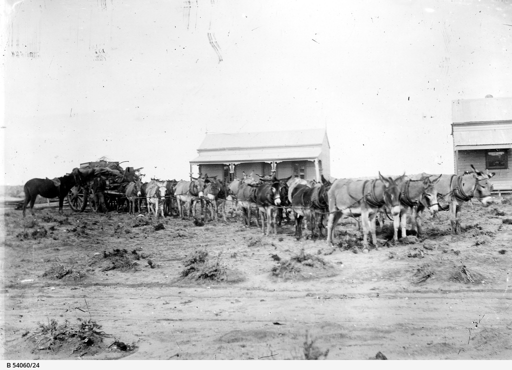 Donkey team at Eucla • Photograph • State Library of South Australia