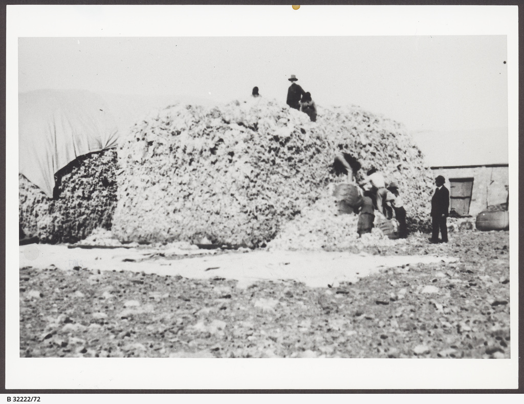 Wool Stack, Cordillo Downs • Photograph • State Library of South Australia