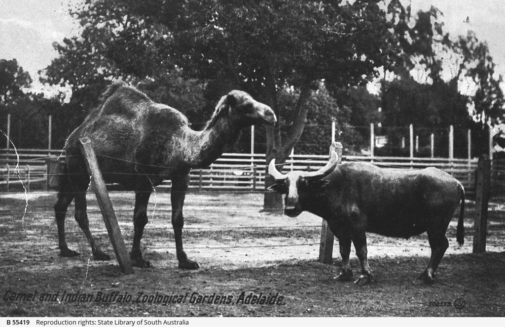 Camel and Indian Buffalo at the Adelaide Zoological Gardens ...