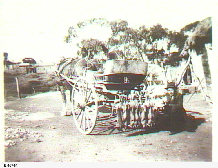 Rabbit catcher • Photograph • State Library of South Australia