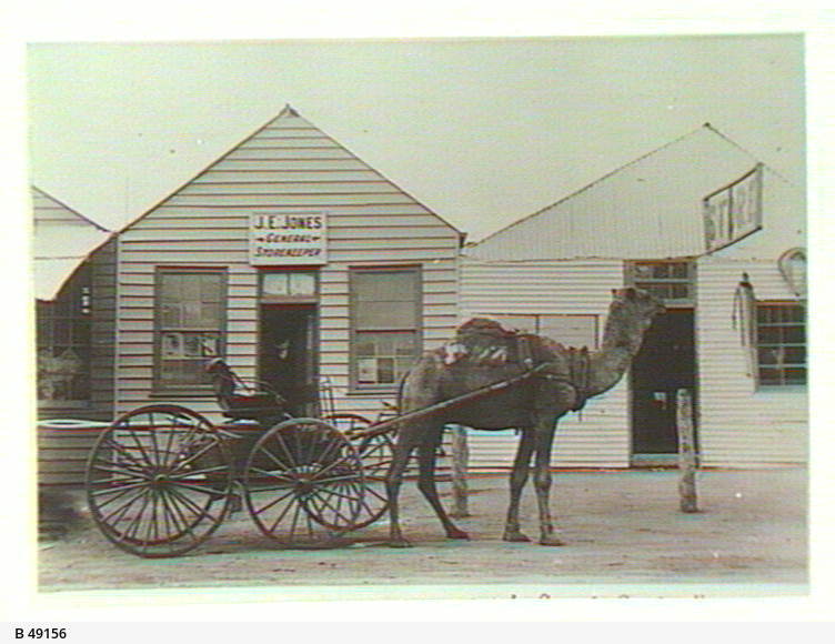 Camel carriage, Blinman • Photograph • State Library of South Australia