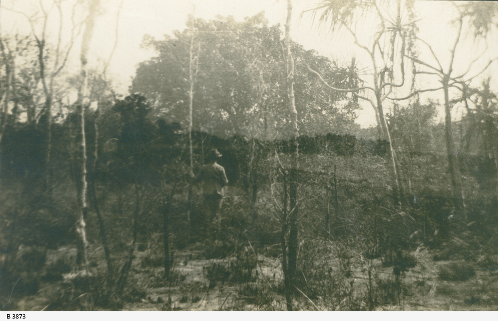 Stuart's Tree • Photograph • State Library of South Australia