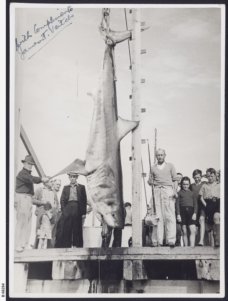 World record White Pointer shark • Photograph • State Library of South ...