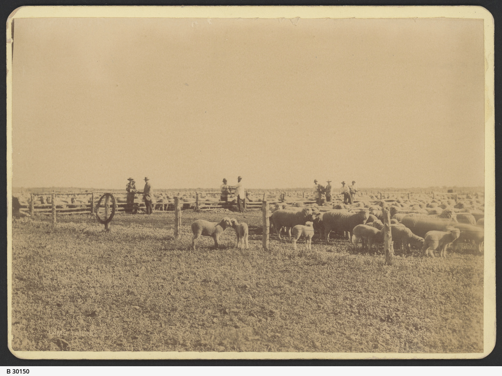 Tailing Sheep • Photograph • State Library of South Australia