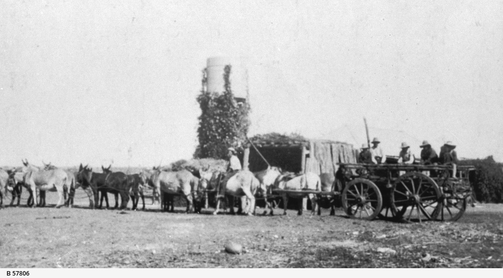 Donkey team working at 'Erldunda Station' • Photograph • State Library ...
