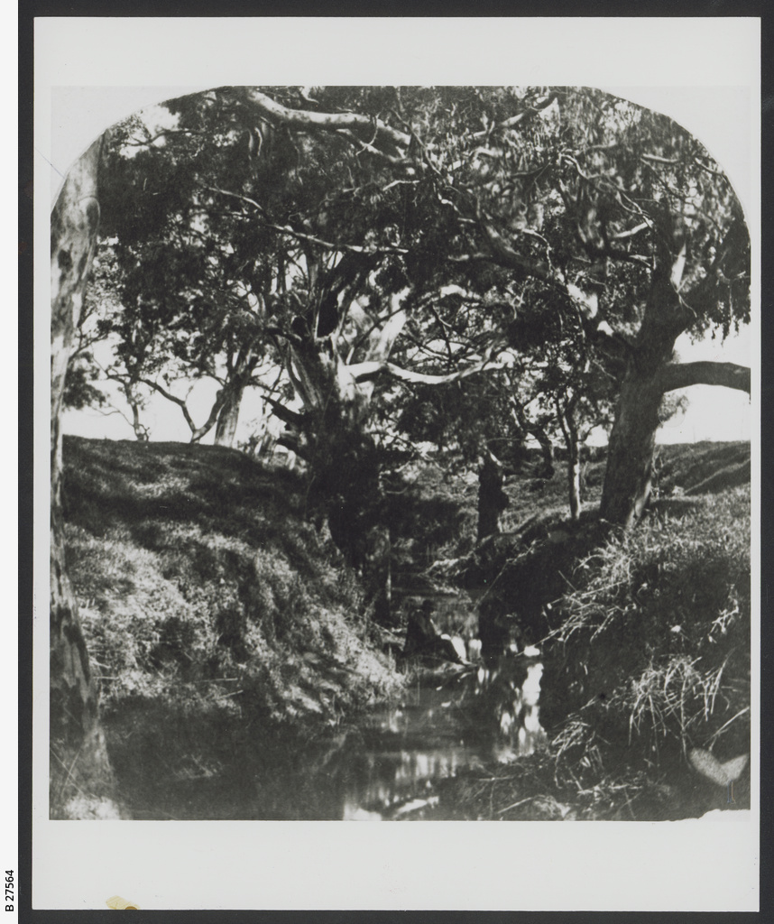 Sturt River • Photograph • State Library of South Australia