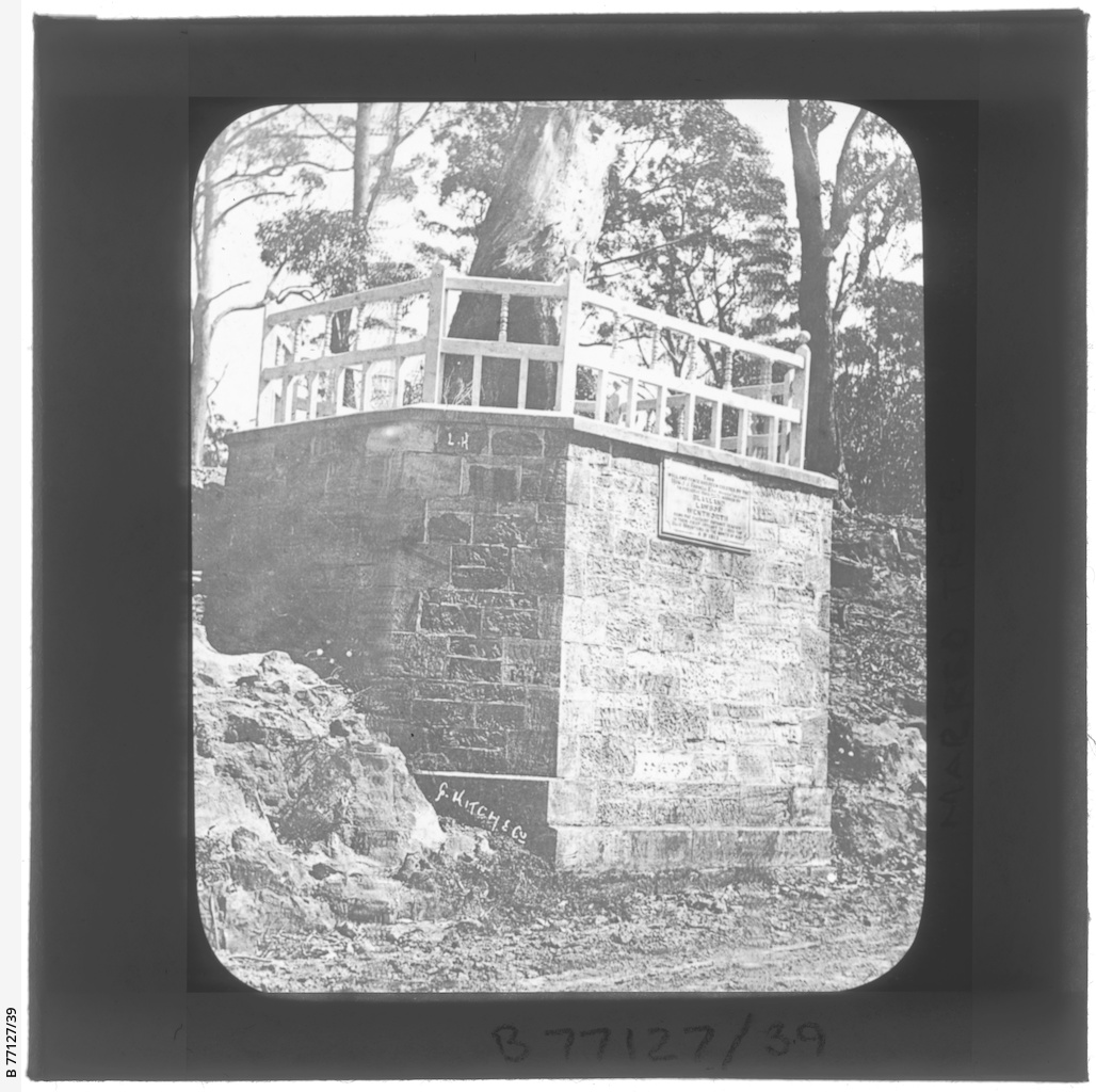 'Marked Tree', Blue Mountains • Photograph • State Library of South ...