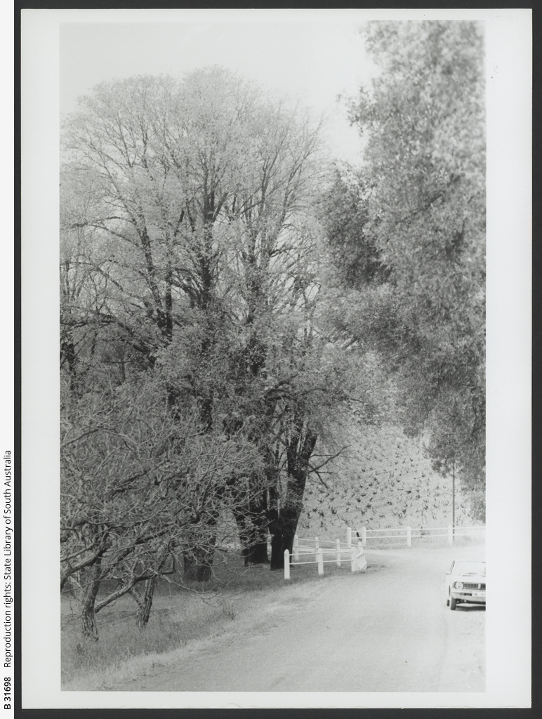 Winery, Watervale • Photograph • State Library of South Australia