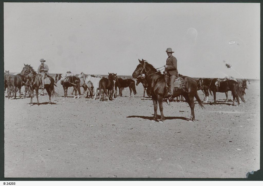 Cattle Drovers and horses • Photograph • State Library of South Australia