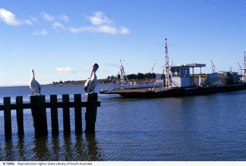 Hindmarsh Island Ferry • Photograph • State Library of South Australia