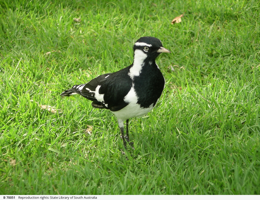 Murray Magpie (Grallina cyanoleuca) • Photograph • State Library of ...