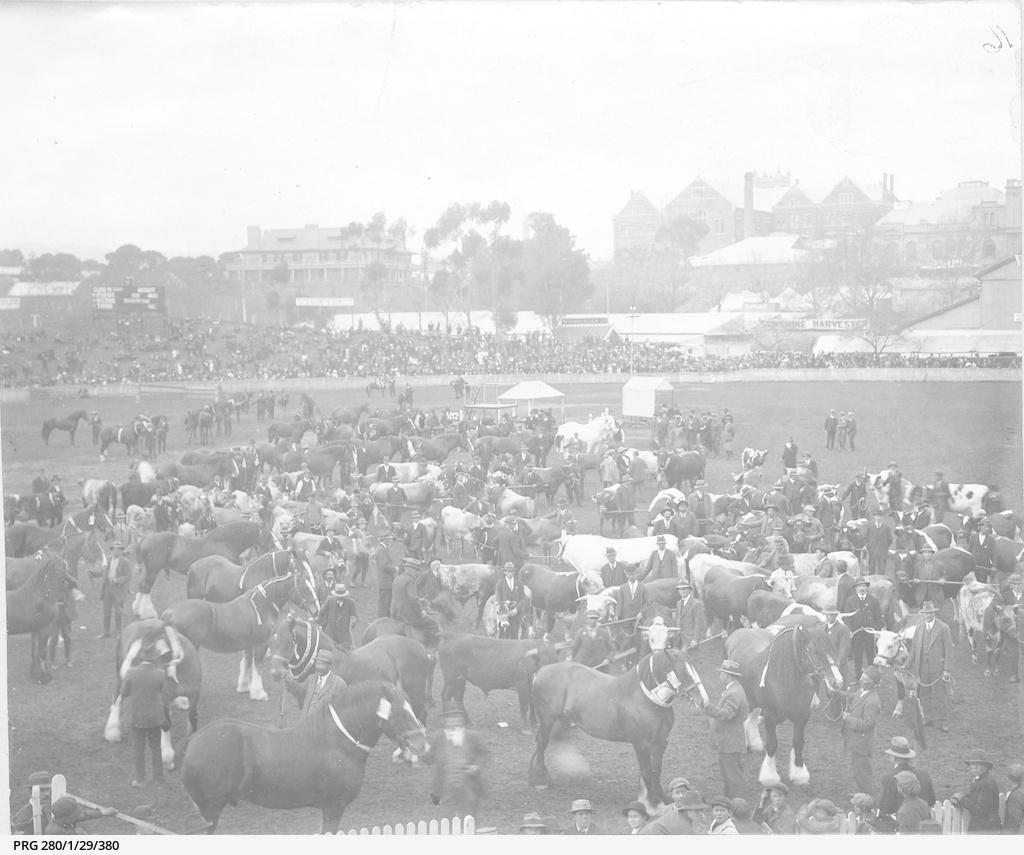 Livestock in the show ring • Photograph • State Library of South Australia