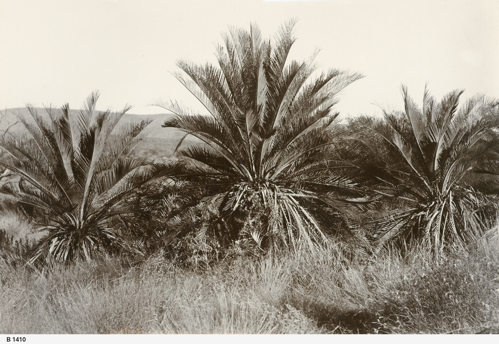 Cycads in MacDonnell Ranges • Photograph • State Library of South Australia