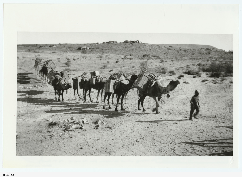 Camel Team • Photograph • State Library of South Australia