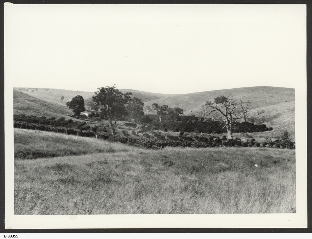 Golden Grove • Photograph • State Library of South Australia