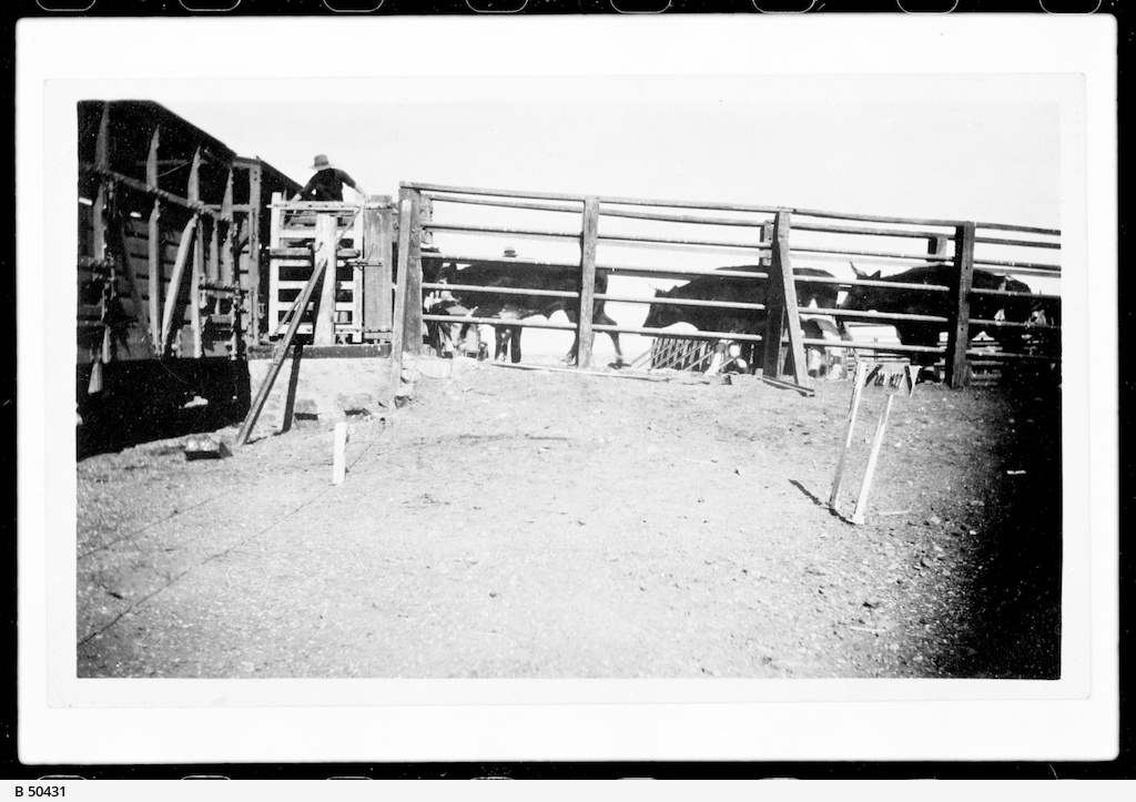 Cattle boarding a train • Photograph • State Library of South Australia